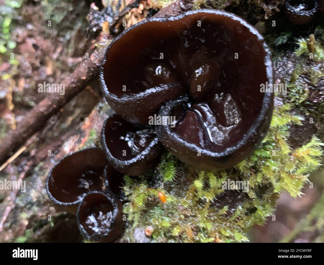 Melaena hi-res stock photography and images - Alamy