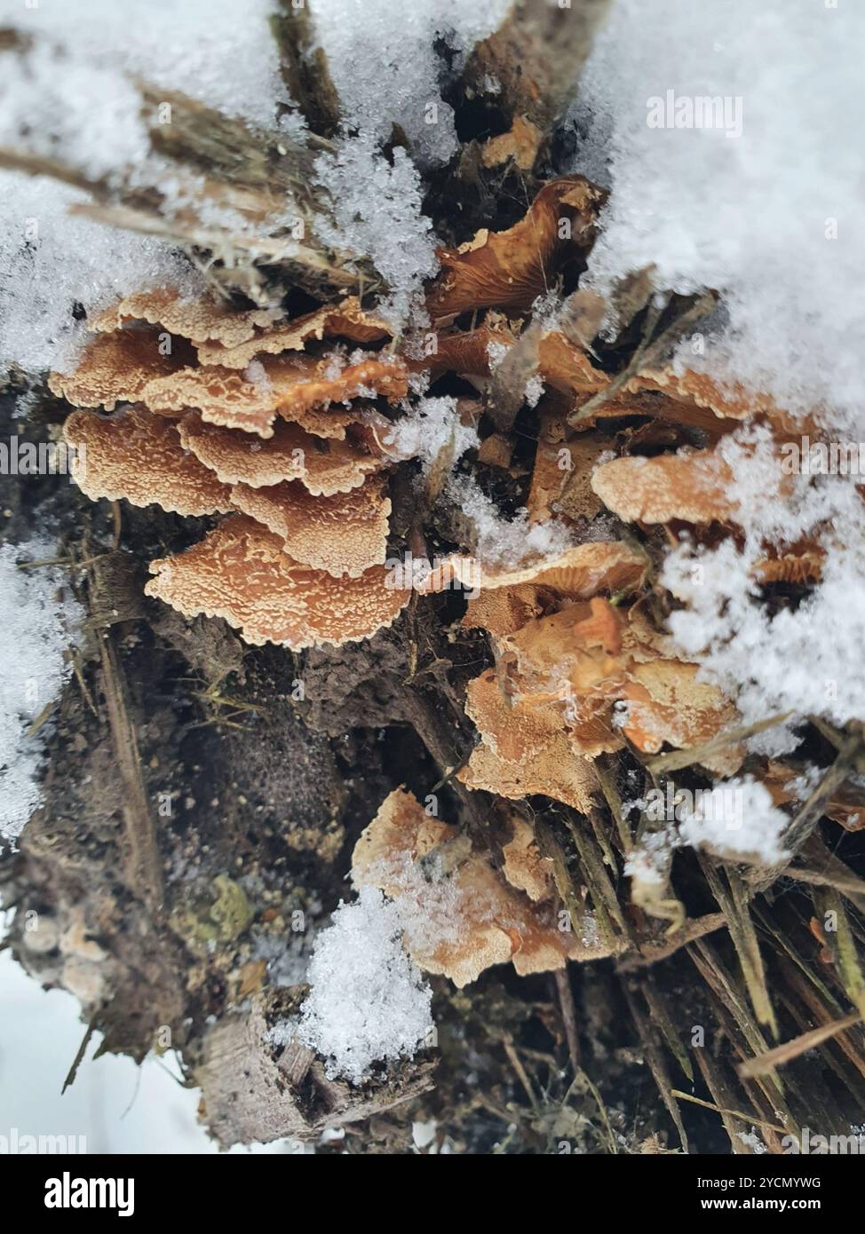 Luminescent Panellus (Panellus stipticus) Fungi Stock Photo - Alamy