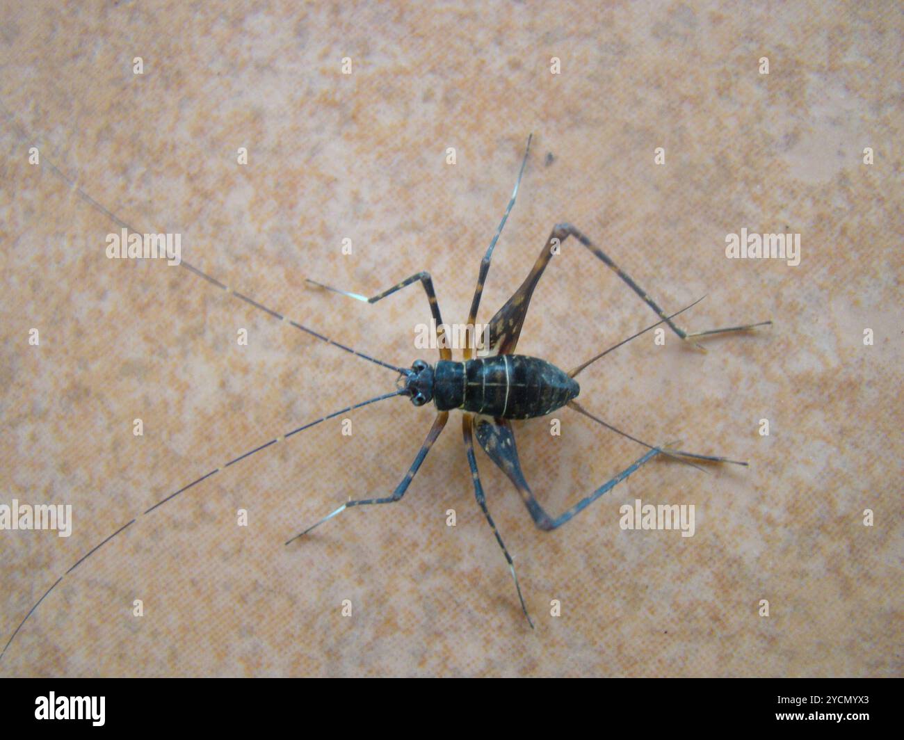 Spider Crickets and Allies (Phalangopsidae) Insecta Stock Photo - Alamy
