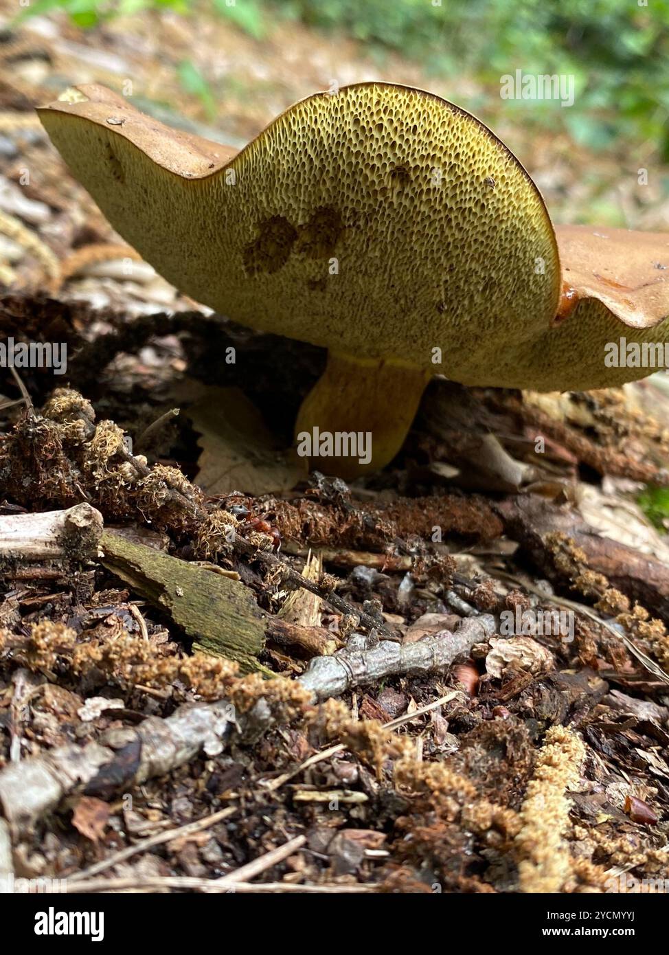 boletes (Boletaceae) Fungi Stock Photo - Alamy