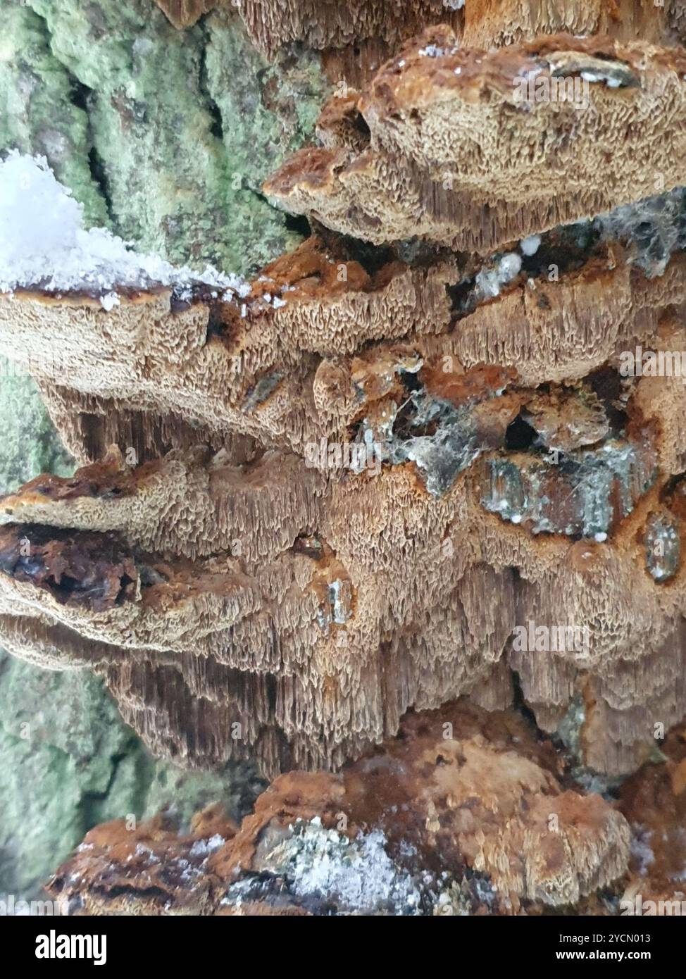 Alder Bracket (Mensularia radiata) Fungi Stock Photo - Alamy