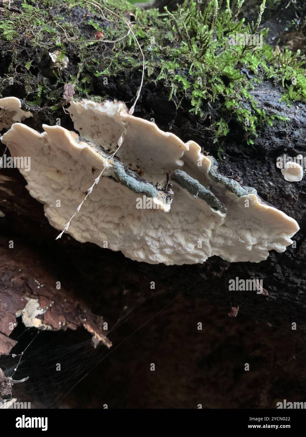 shelf fungi (Polyporales) Fungi Stock Photo - Alamy