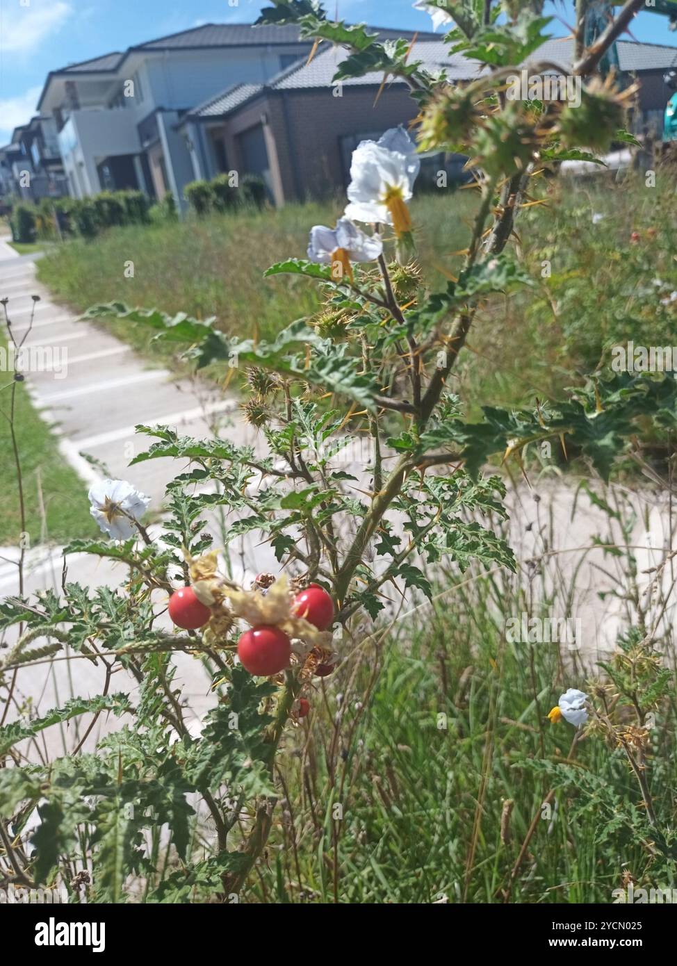 Red Buffalo-bur (Solanum sisymbriifolium) Plantae Stock Photo - Alamy