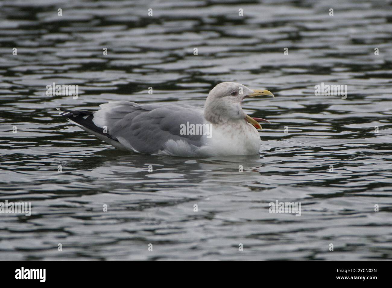 Olympic Gull (Larus glaucescens × occidentalis) Aves Stock Photo - Alamy
