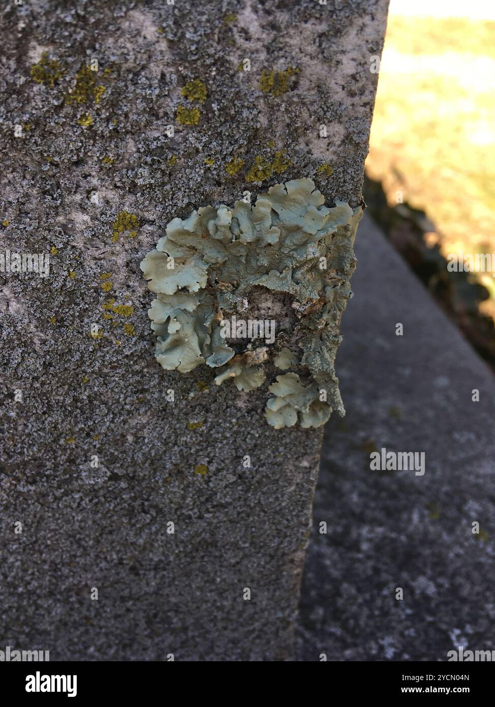 typical shield lichens (Parmelioideae) Fungi Stock Photo - Alamy