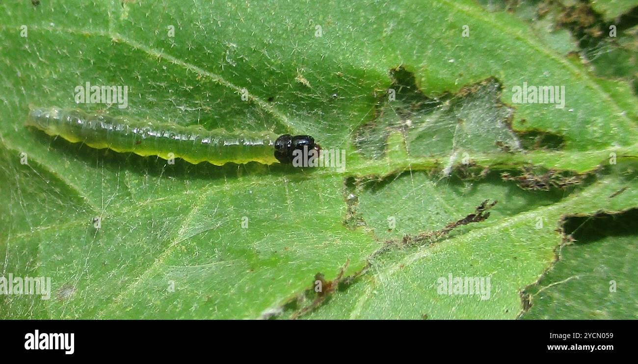 Cotton Leaf Roller (Haritalodes derogata) Insecta Stock Photo - Alamy
