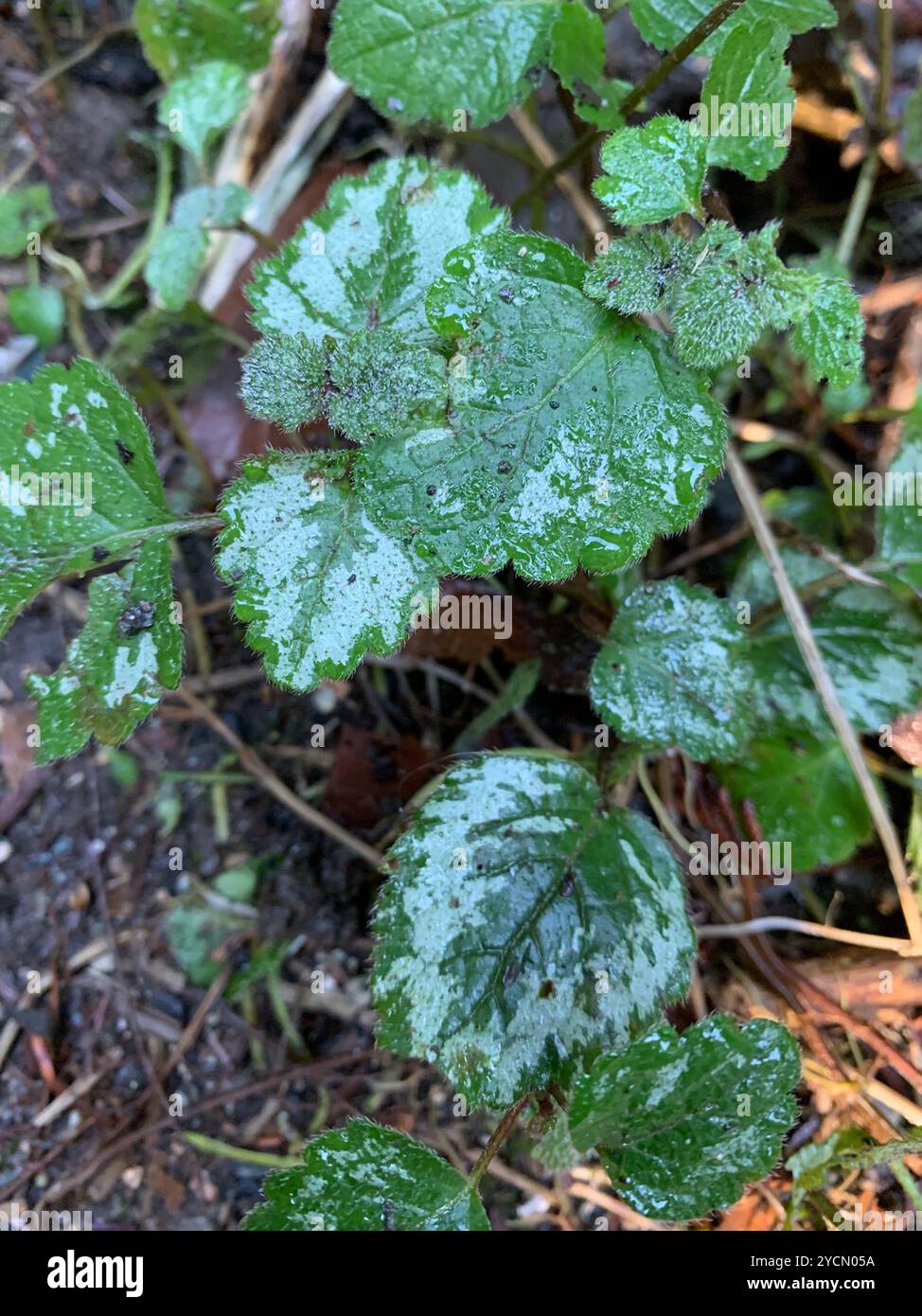 Variegated Yellow Archangel (Lamium galeobdolon argentatum) Plantae ...