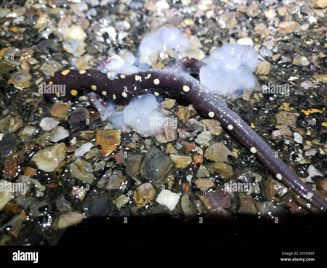 Spotted Salamander (Ambystoma maculatum) Amphibia Stock Photo - Alamy