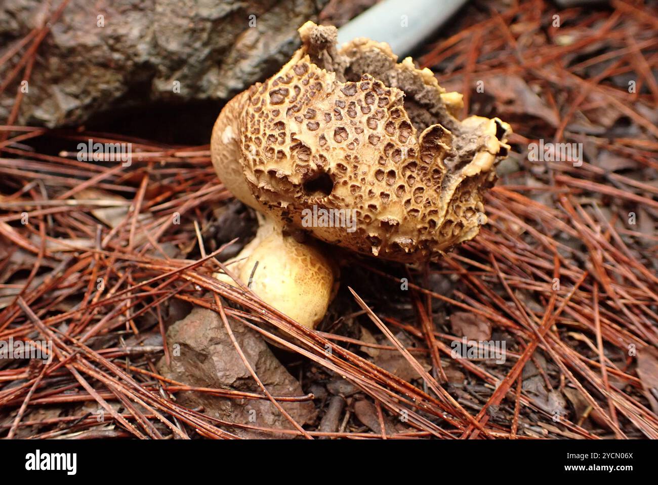 common earthball (Scleroderma citrinum) Fungi Stock Photo - Alamy
