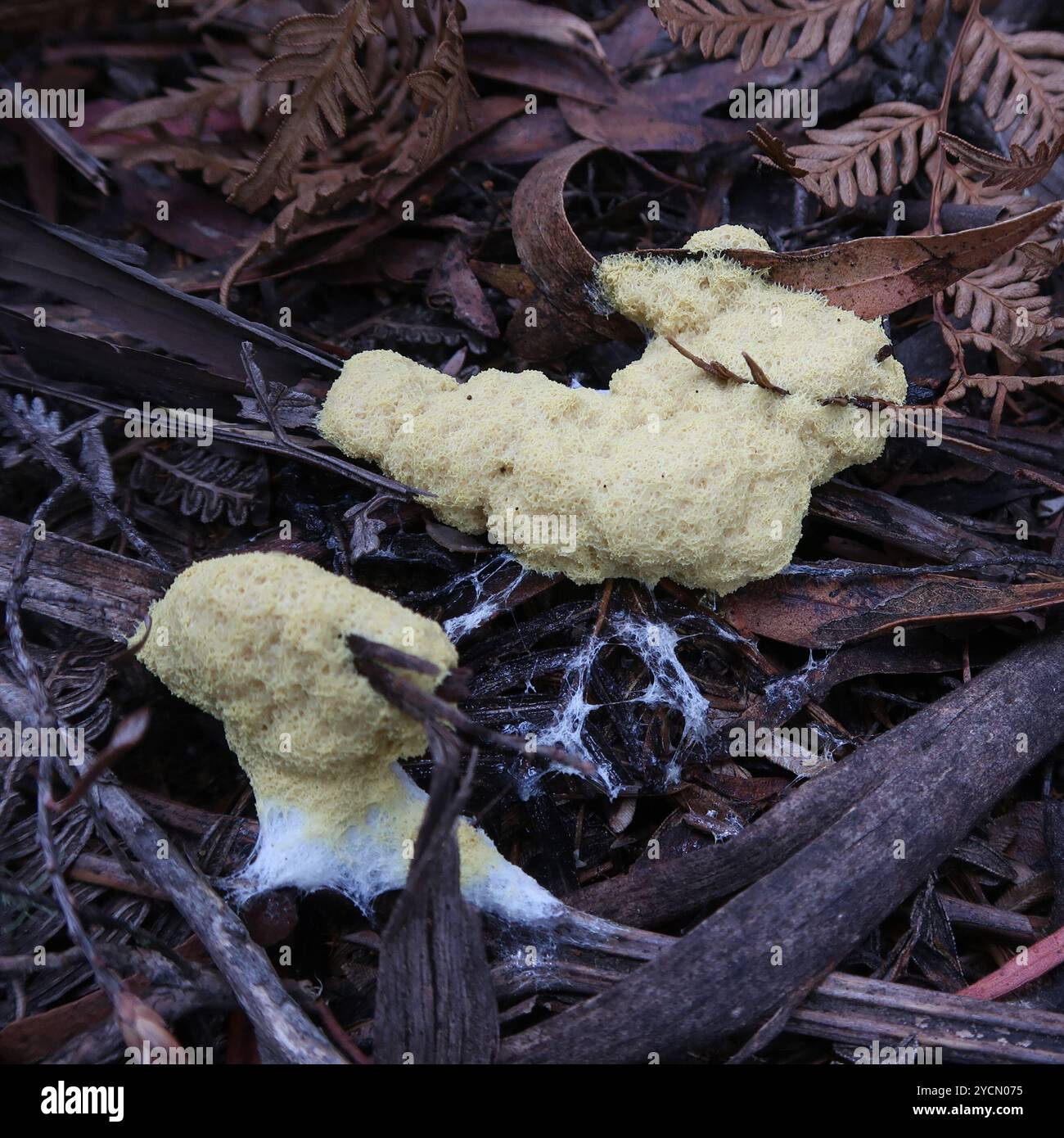 Dog Vomit Slime Mold (Fuligo septica) Protozoa Stock Photo - Alamy