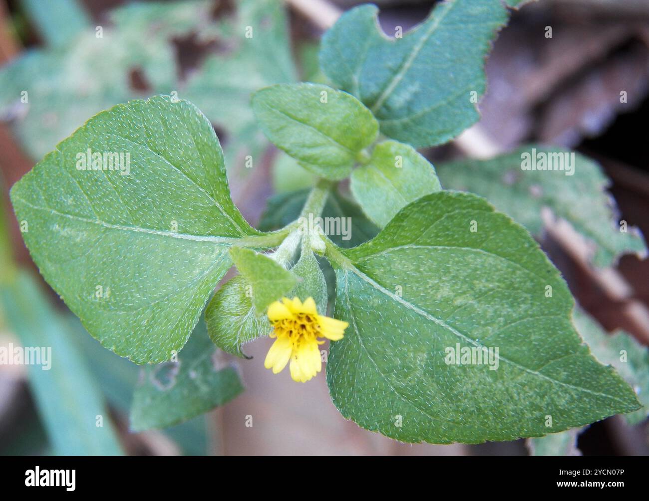 straggler daisy (Calyptocarpus vialis) Plantae Stock Photo - Alamy