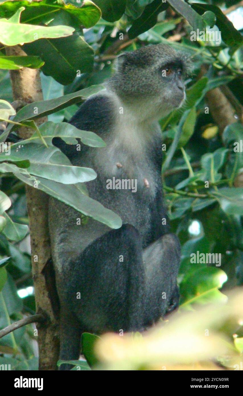 Sykes' Monkey (Cercopithecus mitis albogularis) Mammalia Stock Photo ...