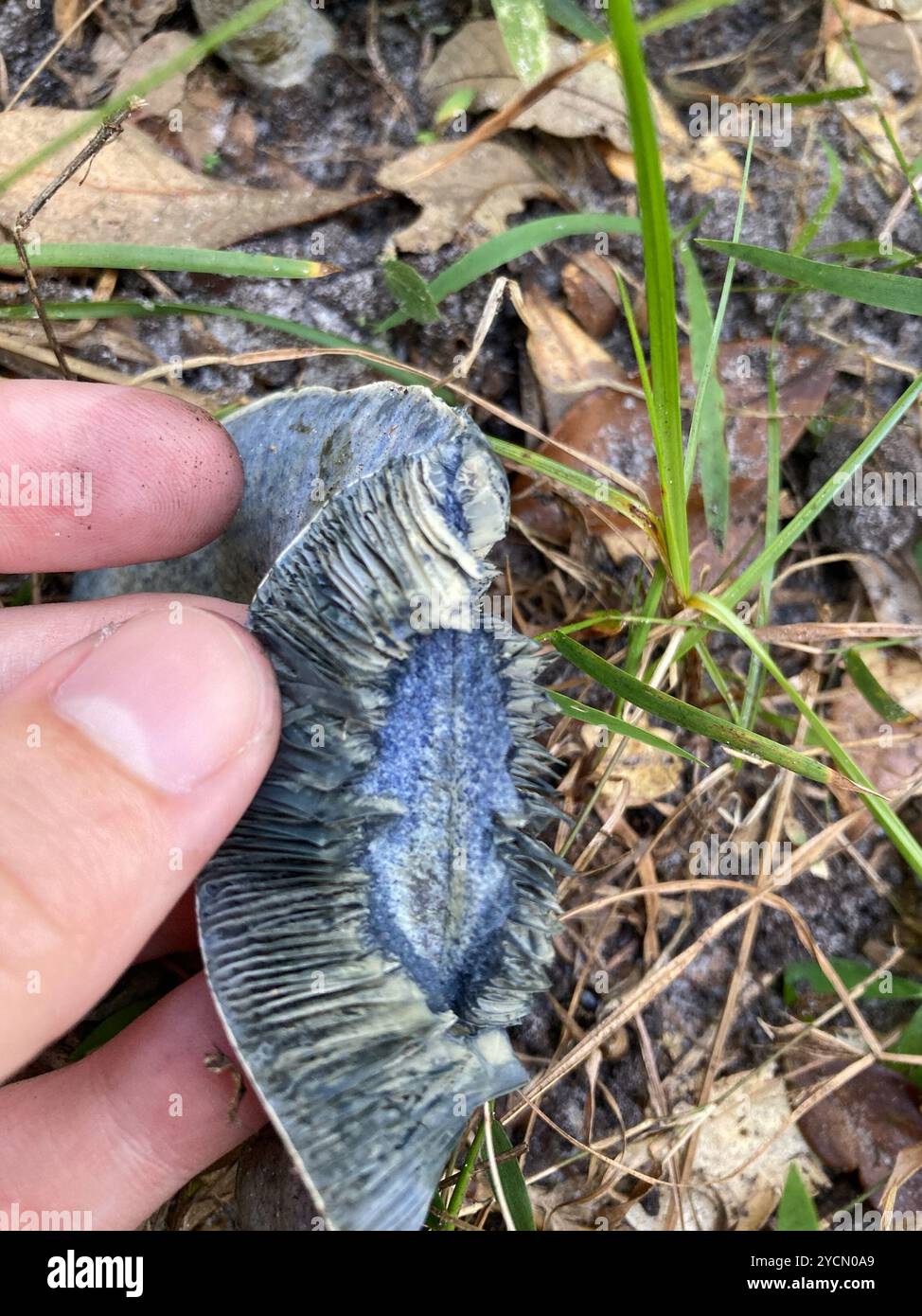 indigo milk cap (Lactarius indigo) Fungi Stock Photo - Alamy