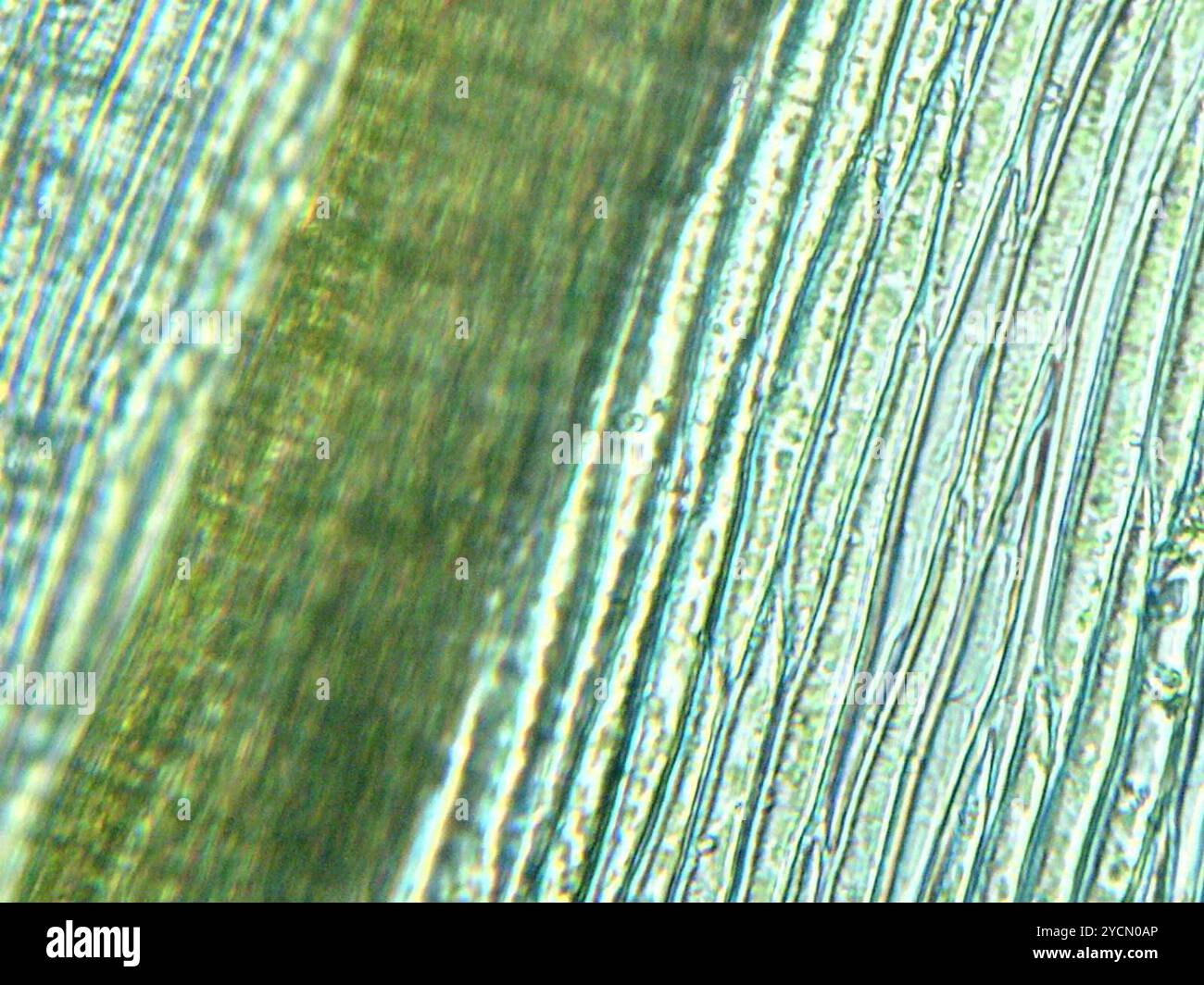 Cedar Moss (Sciuro-hypnum reflexum) Plantae Stock Photo - Alamy