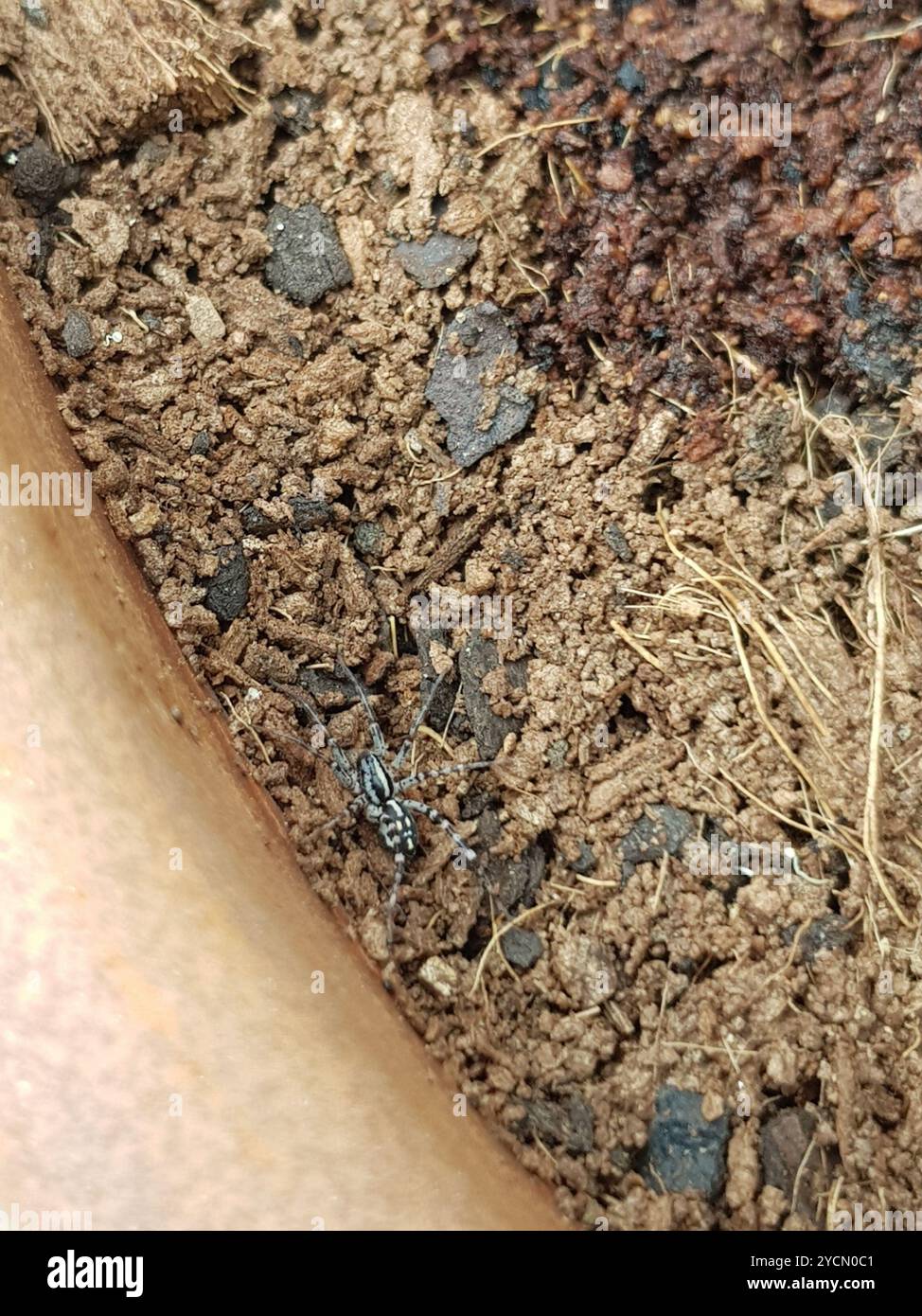 Spotted Ground Swift Spider (Nyssus coloripes) Arachnida Stock Photo ...