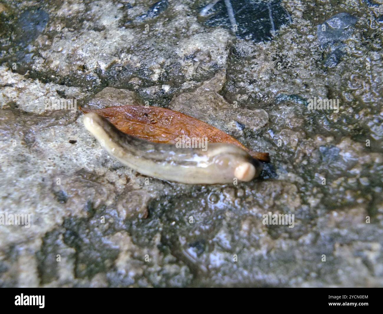 Arion Slugs (Arion) Mollusca Stock Photo - Alamy