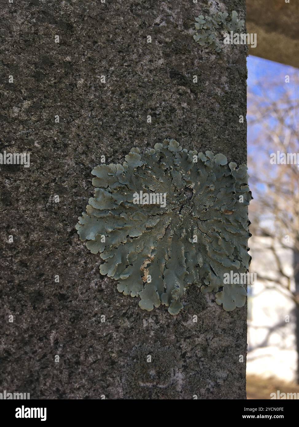 typical shield lichens (Parmelioideae) Fungi Stock Photo - Alamy