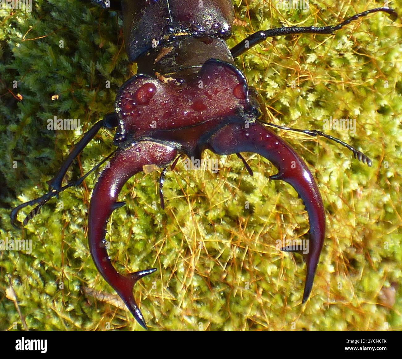 Giant Stag Beetle (Lucanus elaphus) Insecta Stock Photo - Alamy