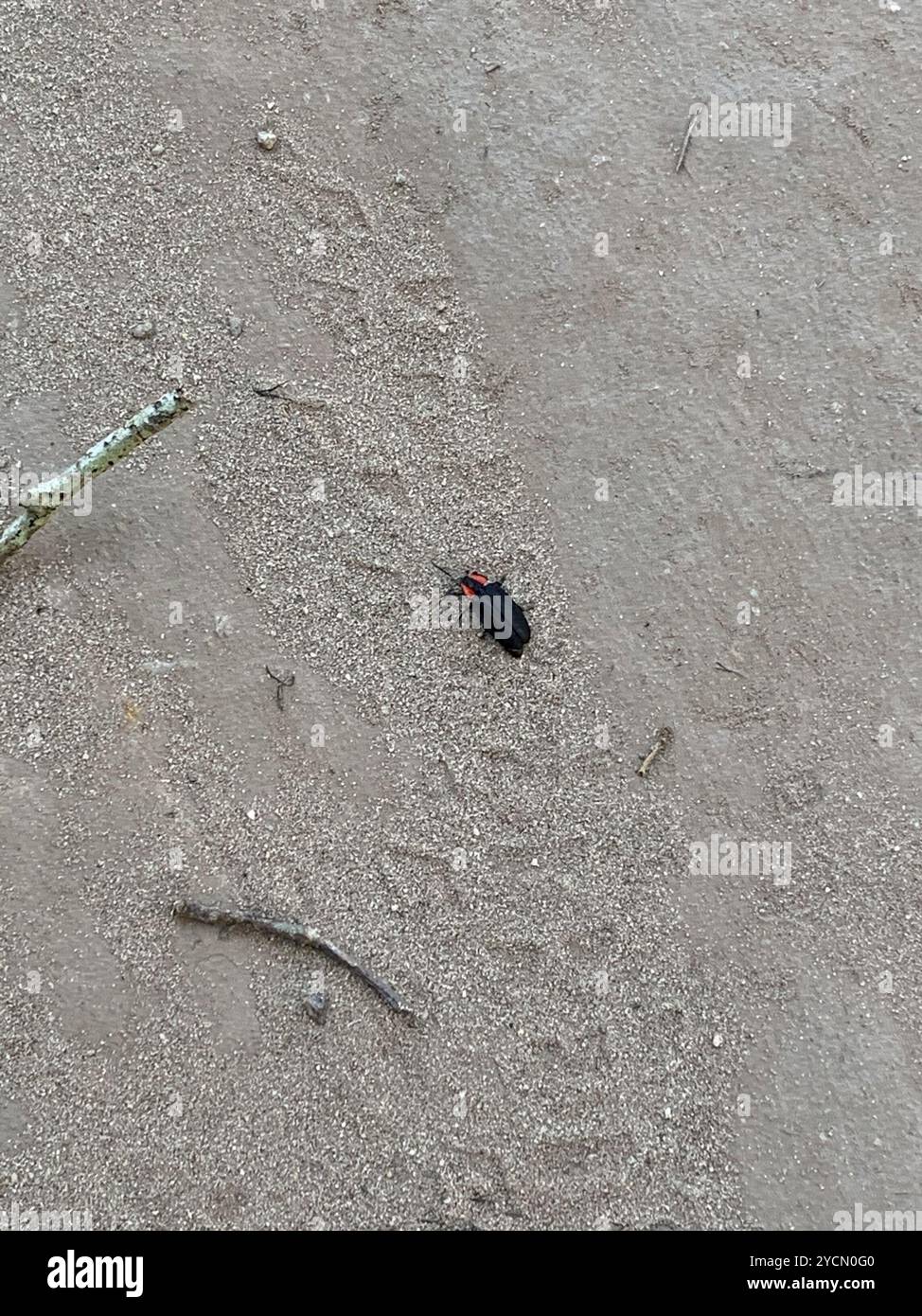 Diurnal Fireflies (Ellychnia) Insecta Stock Photo - Alamy