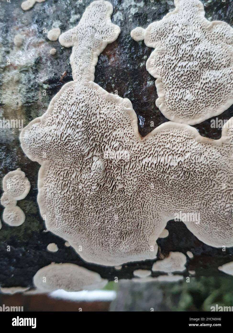 Common Mazegill (Datronia mollis) Fungi Stock Photo - Alamy