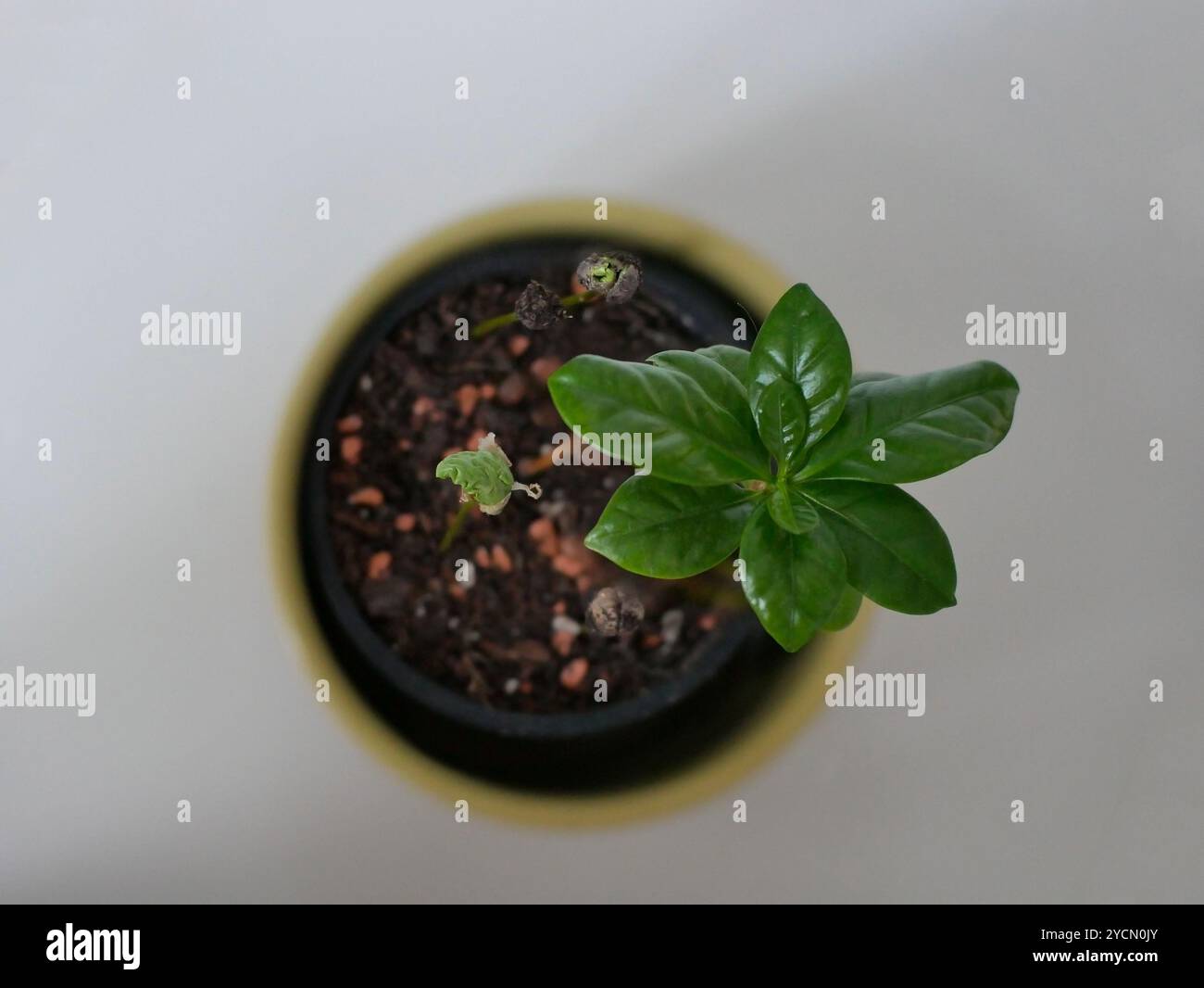 Coffee grown from beans in a pot at home. Coffee tree at home. Young ...