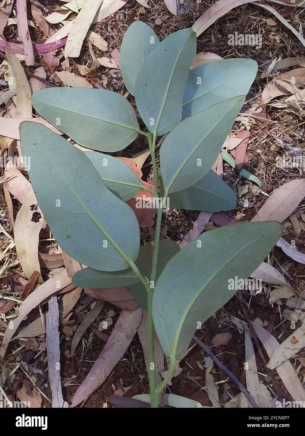 Norfolk Island hibiscus (Lagunaria patersonia) Plantae Stock Photo - Alamy