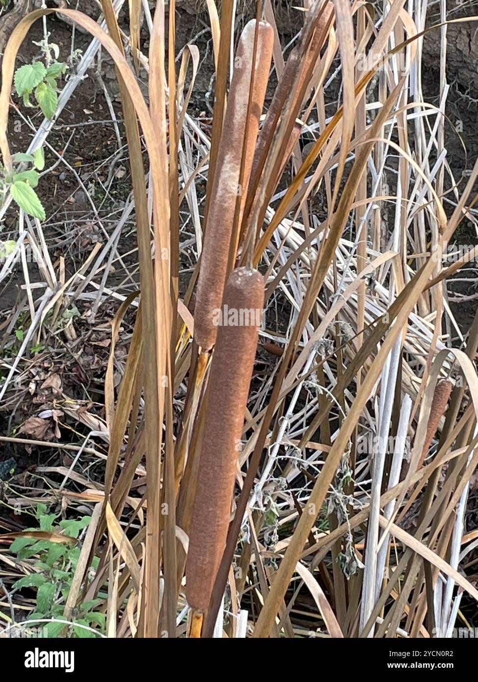 Cattails (Typha) Plantae Stock Photo - Alamy