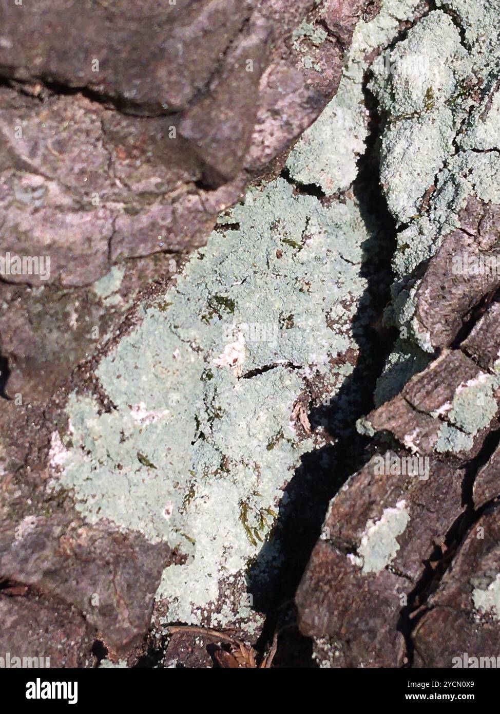 Fluffy Dust Lichen (Lepraria finkii) Fungi Stock Photo - Alamy