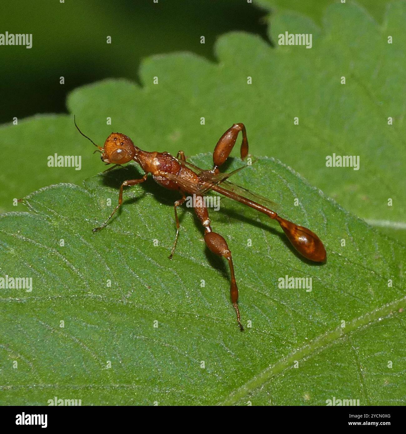 Crown Wasps (Stephanidae) Insecta Stock Photo - Alamy