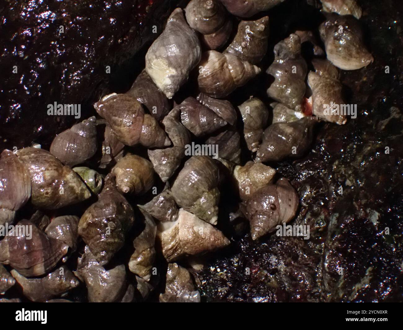 Frilled Dogwinkle (Nucella lamellosa) Mollusca Stock Photo - Alamy