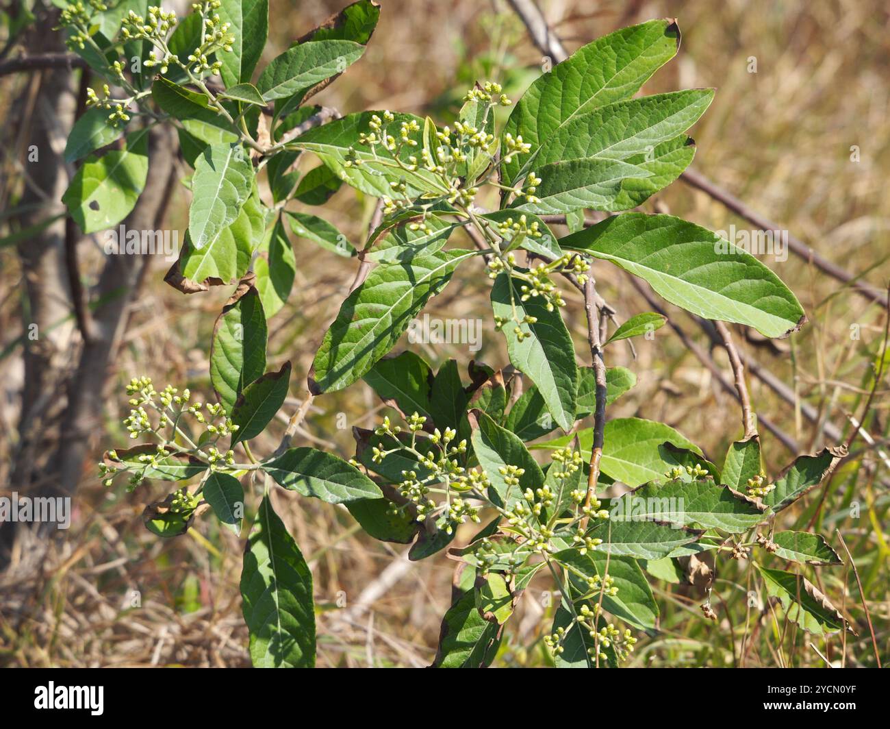 River Bittertea (Gymnanthemum amygdalinum) Plantae Stock Photo - Alamy