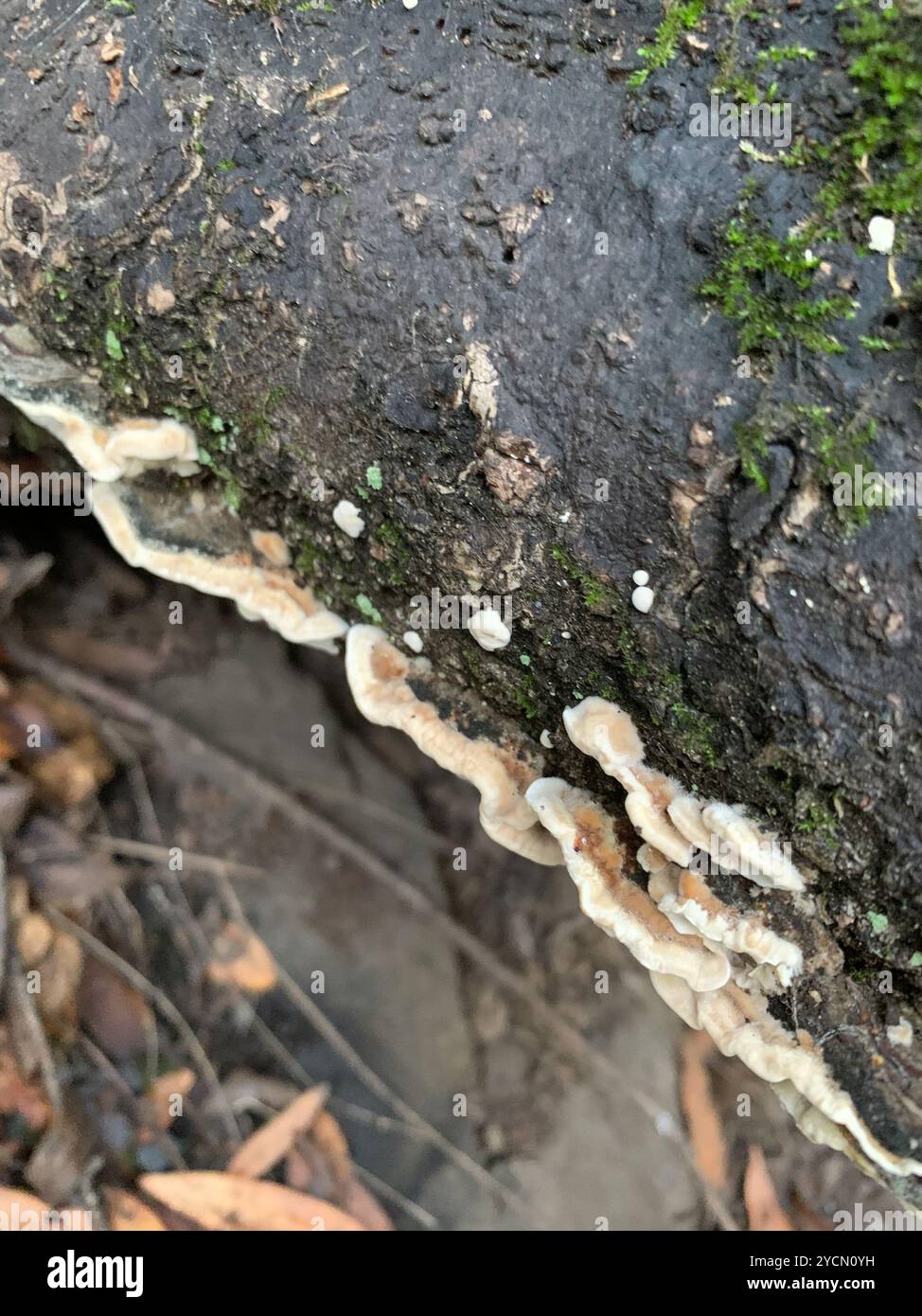 shelf fungi (Polyporales) Fungi Stock Photo - Alamy