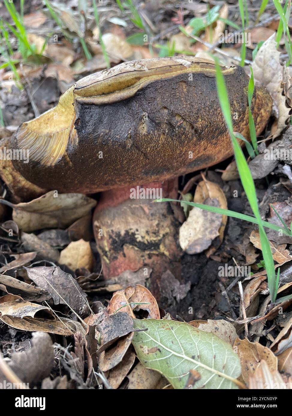 Liver Bolete (Suillellus amygdalinus) Fungi Stock Photo - Alamy