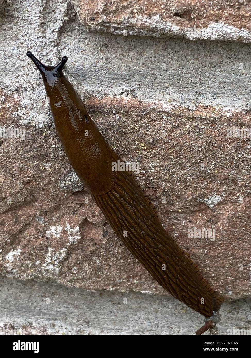 Arion Slugs (Arion) Mollusca Stock Photo - Alamy