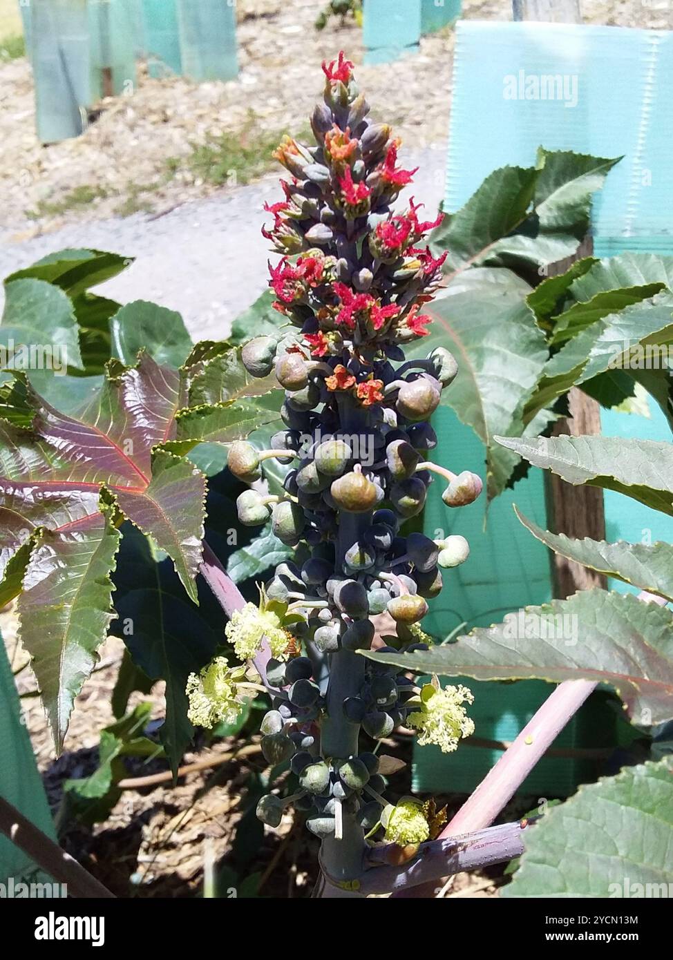 castor bean (Ricinus communis) Plantae Stock Photo - Alamy