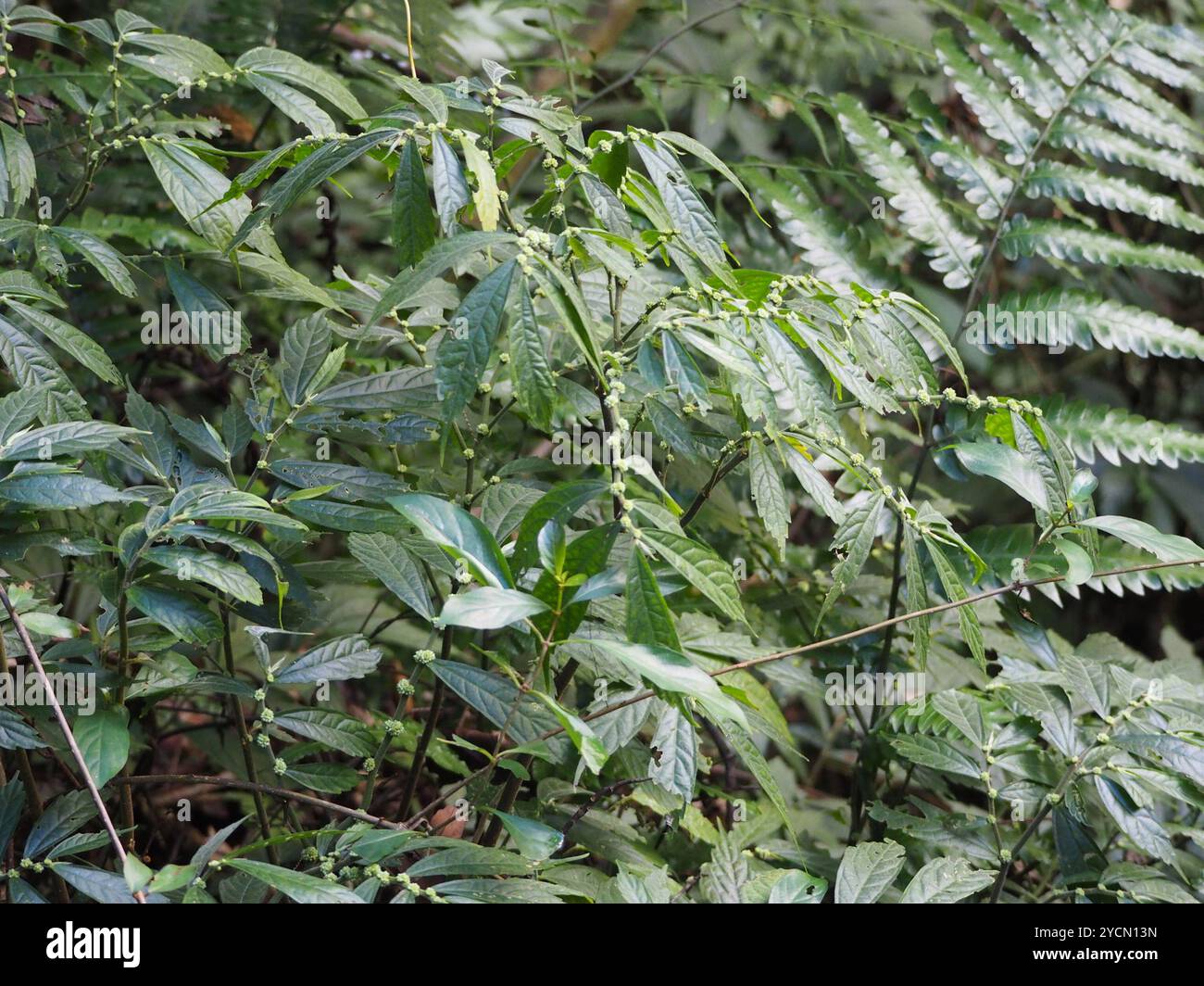 Large lineolate Elatostema (Elatostema lineolatum) Plantae Stock Photo ...