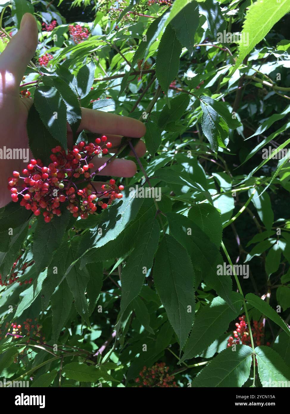 Eastern Red Elder (Sambucus racemosa pubens) Plantae Stock Photo - Alamy