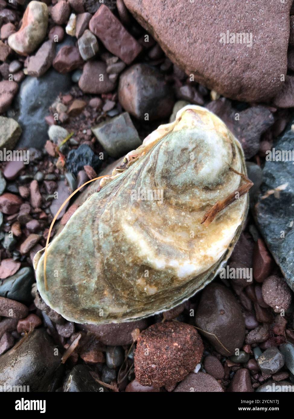 Eastern Oyster (Crassostrea virginica) Mollusca Stock Photo - Alamy