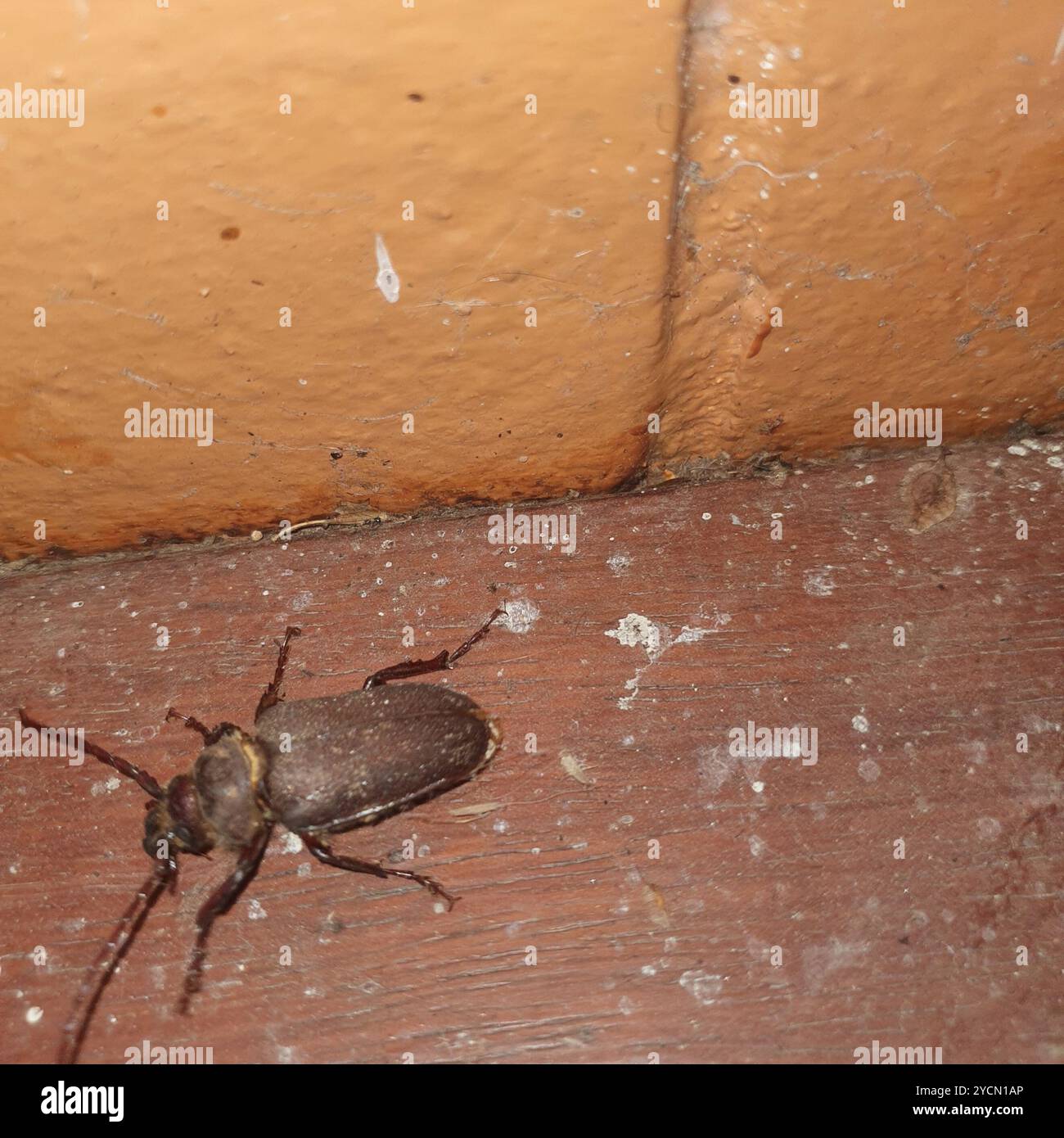 Tooth-necked and Aberrant Longhorn Beetles (Prioninae) Insecta Stock ...
