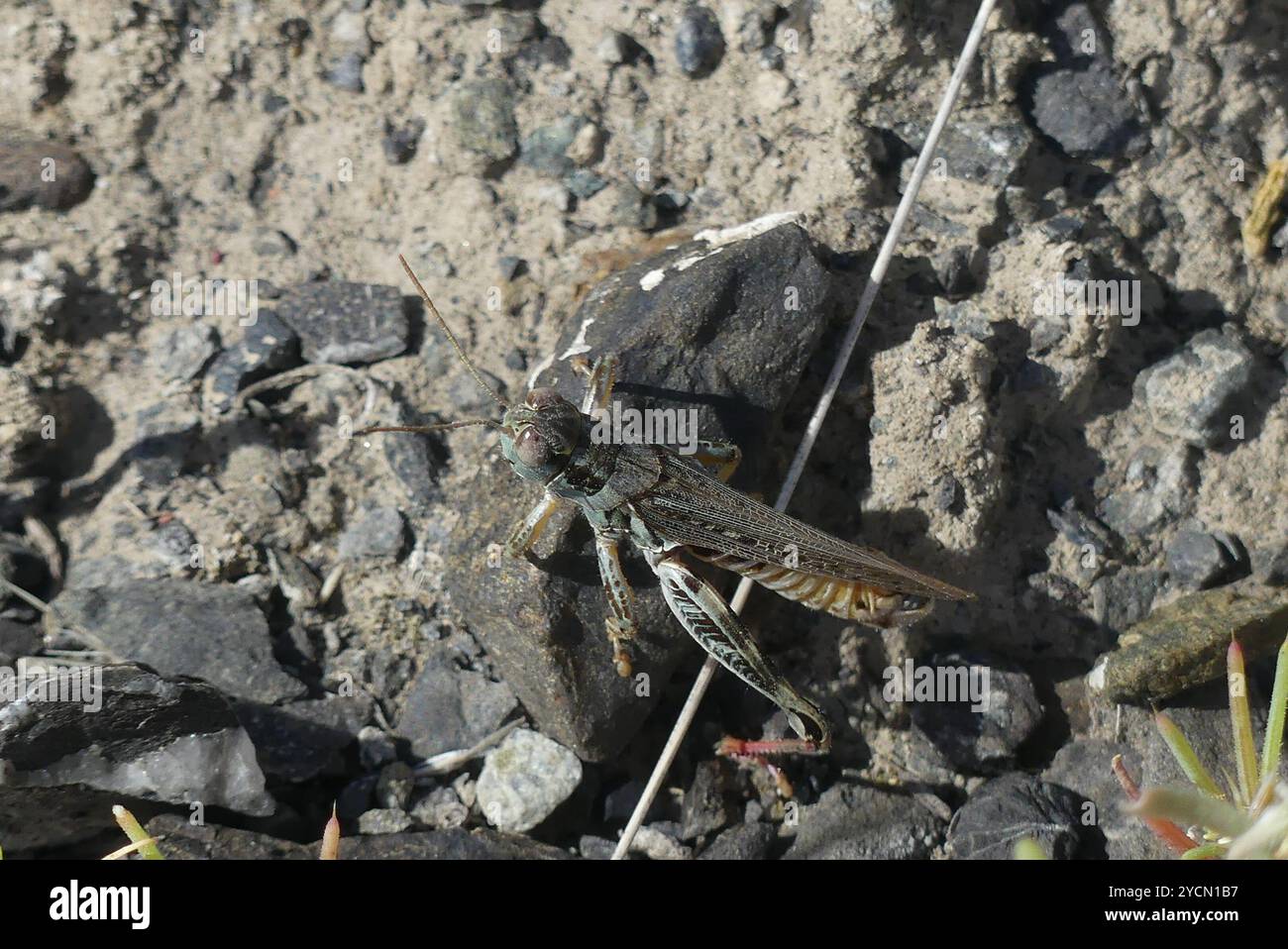Migratory Grasshopper (Melanoplus sanguinipes) Insecta Stock Photo - Alamy