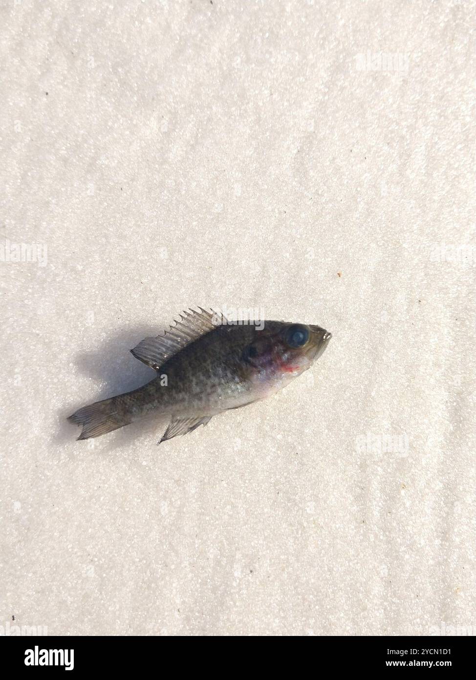 Warmouth (Lepomis gulosus) Actinopterygii Stock Photo - Alamy