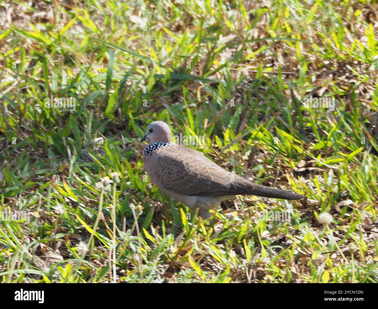 Spotted Dove (Spilopelia chinensis) Aves Stock Photo - Alamy