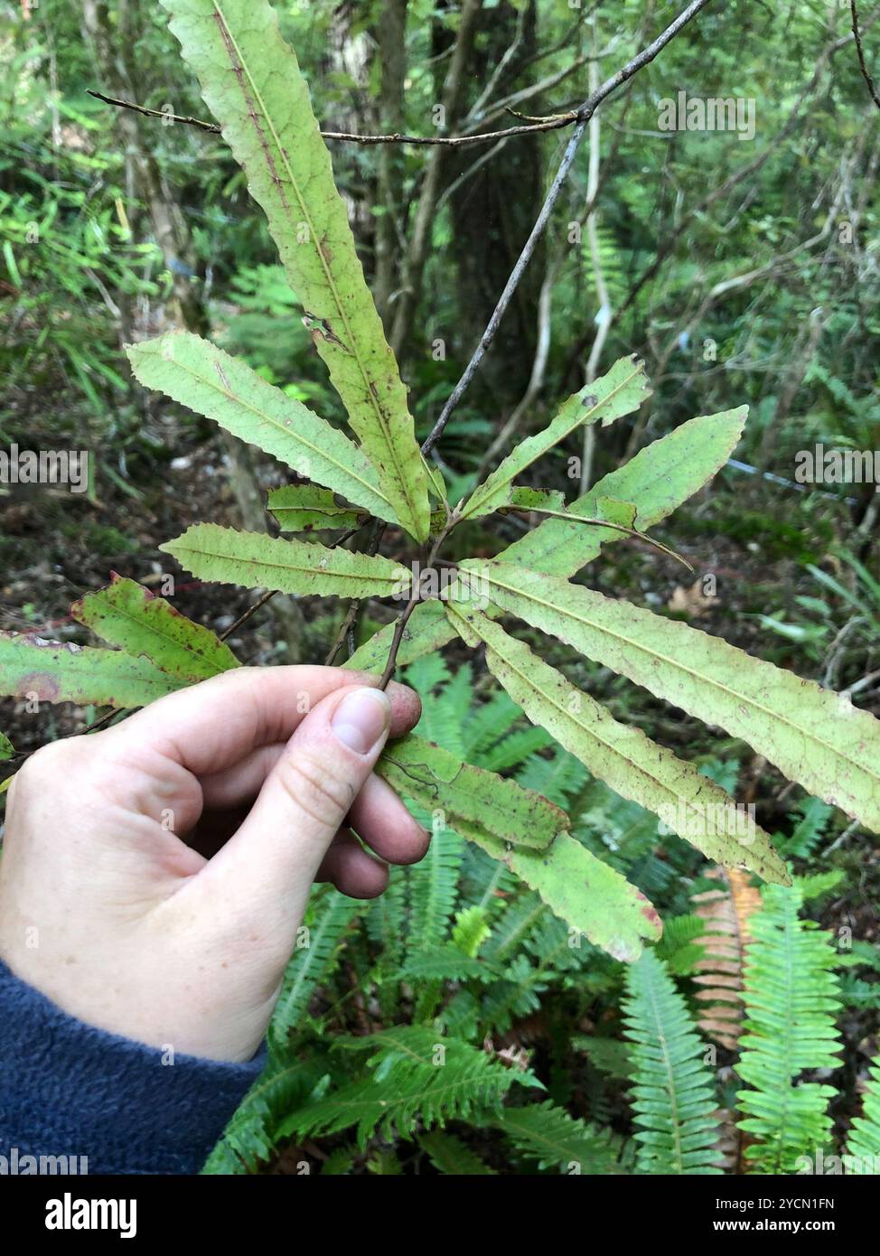 Hinau (Elaeocarpus dentatus) Plantae Stock Photo - Alamy
