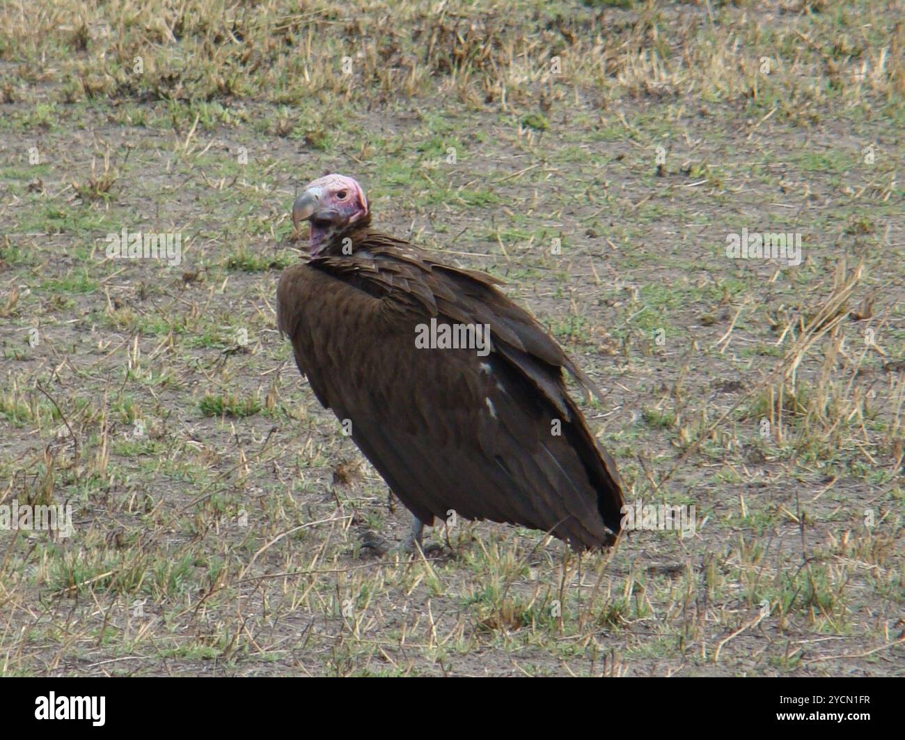 Lappet-faced Vulture (Torgos tracheliotos) Aves Stock Photo - Alamy