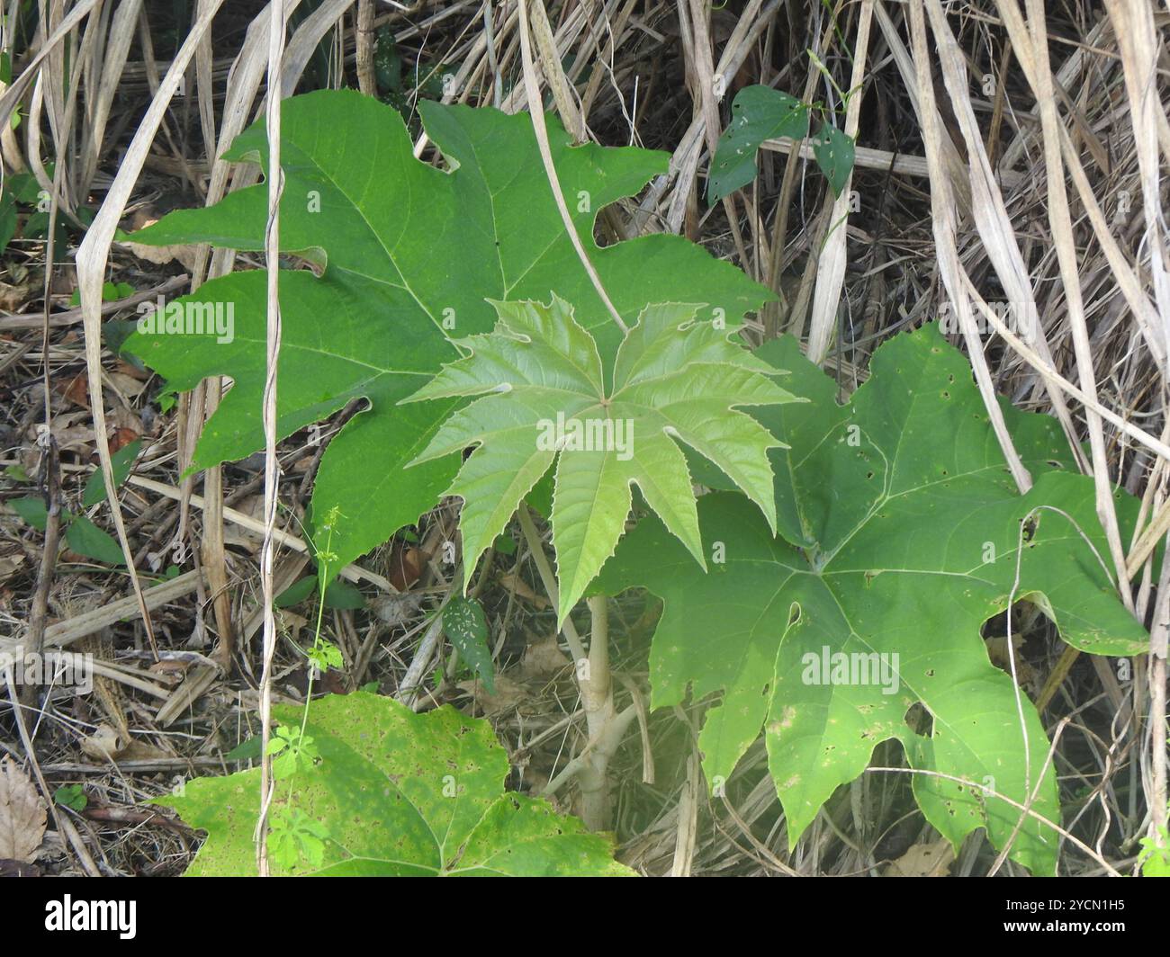 Rice paper plant (Tetrapanax papyrifer) Plantae Stock Photo - Alamy