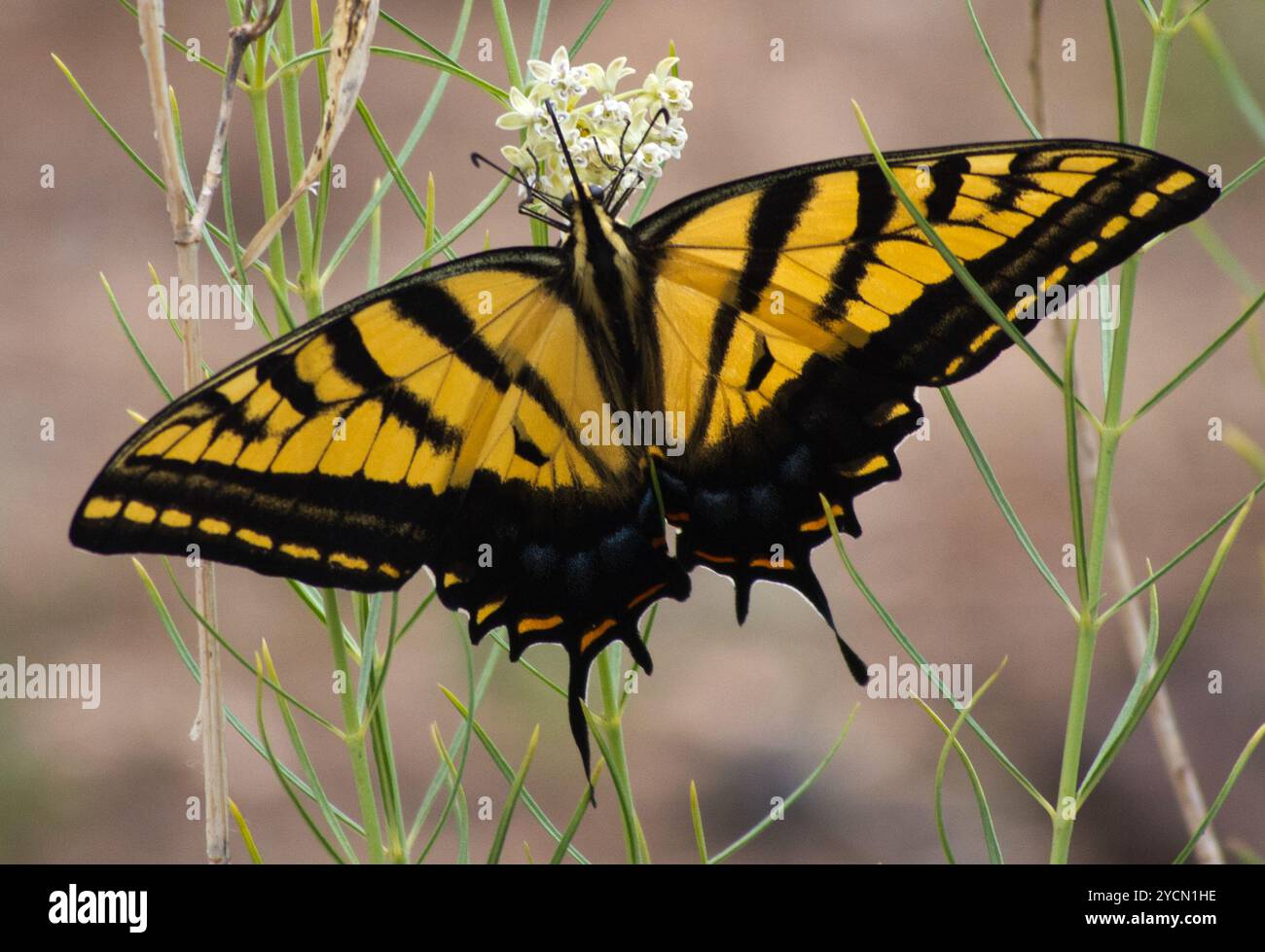 Two-tailed Swallowtail (Papilio multicaudata) Insecta Stock Photo - Alamy
