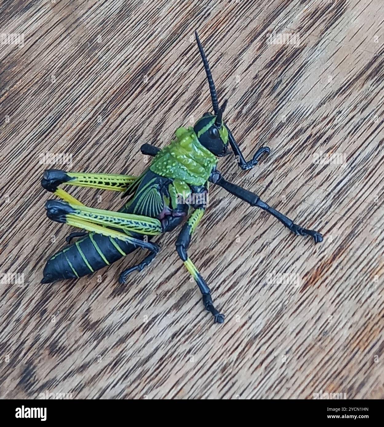 Leprous Milkweed Locust (Phymateus leprosus) Insecta Stock Photo - Alamy