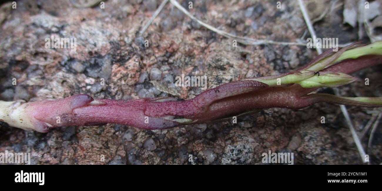 cowpea witchweed (Striga gesnerioides) Plantae Stock Photo - Alamy