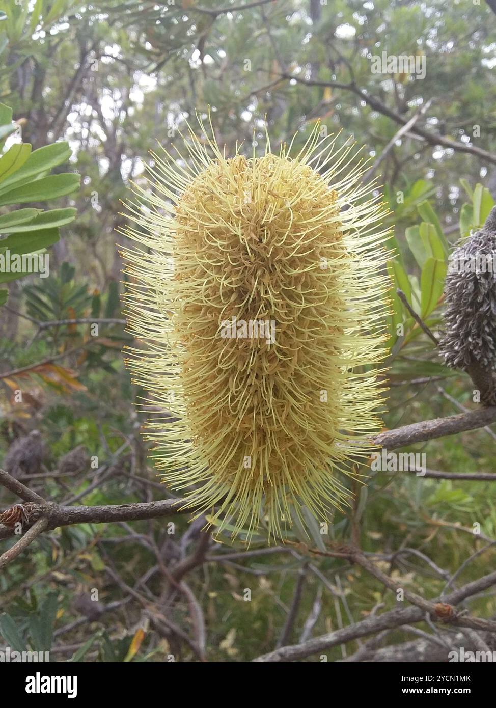 Silver Banksia (Banksia marginata) Plantae Stock Photo - Alamy