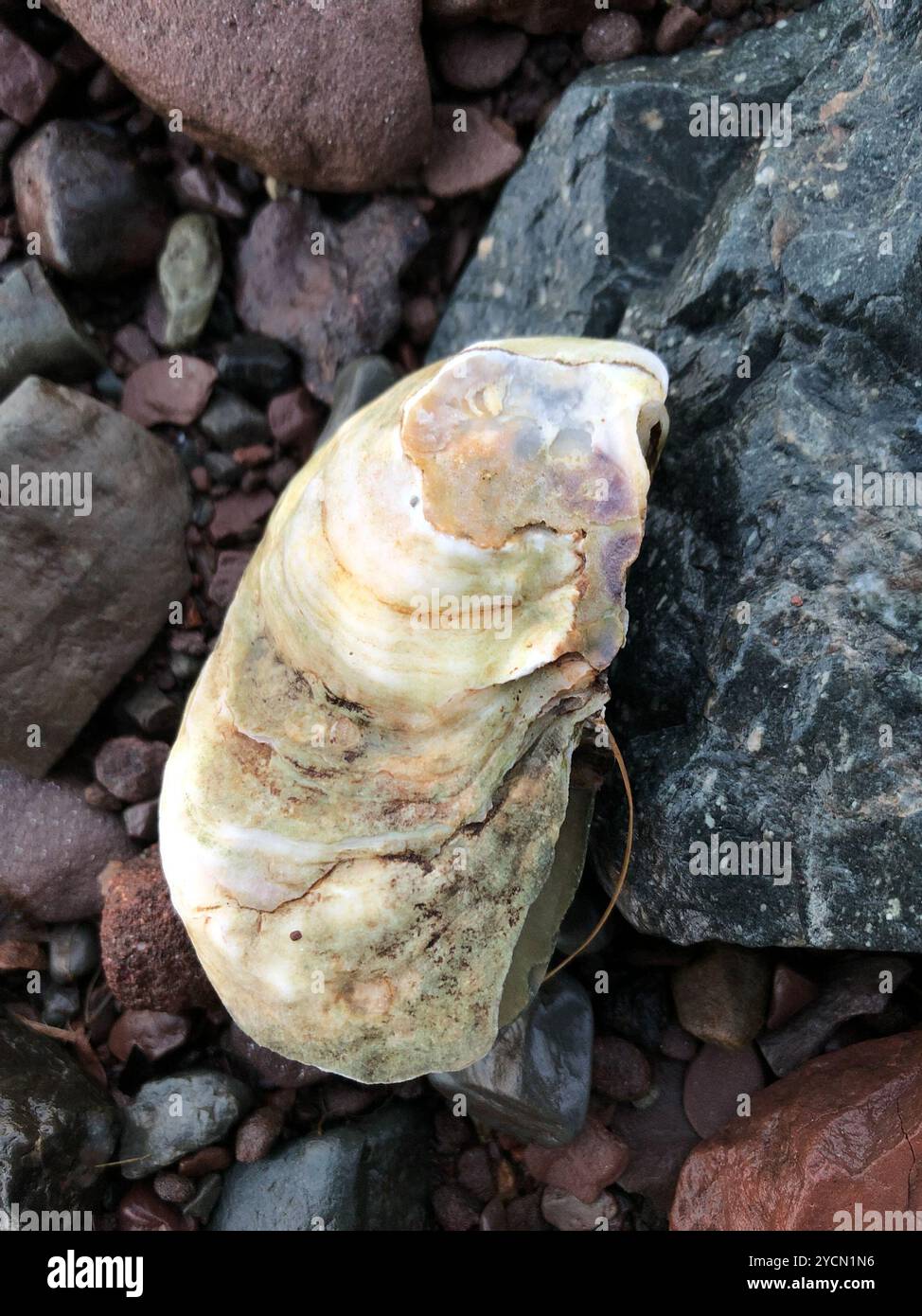 Eastern Oyster (Crassostrea virginica) Mollusca Stock Photo - Alamy